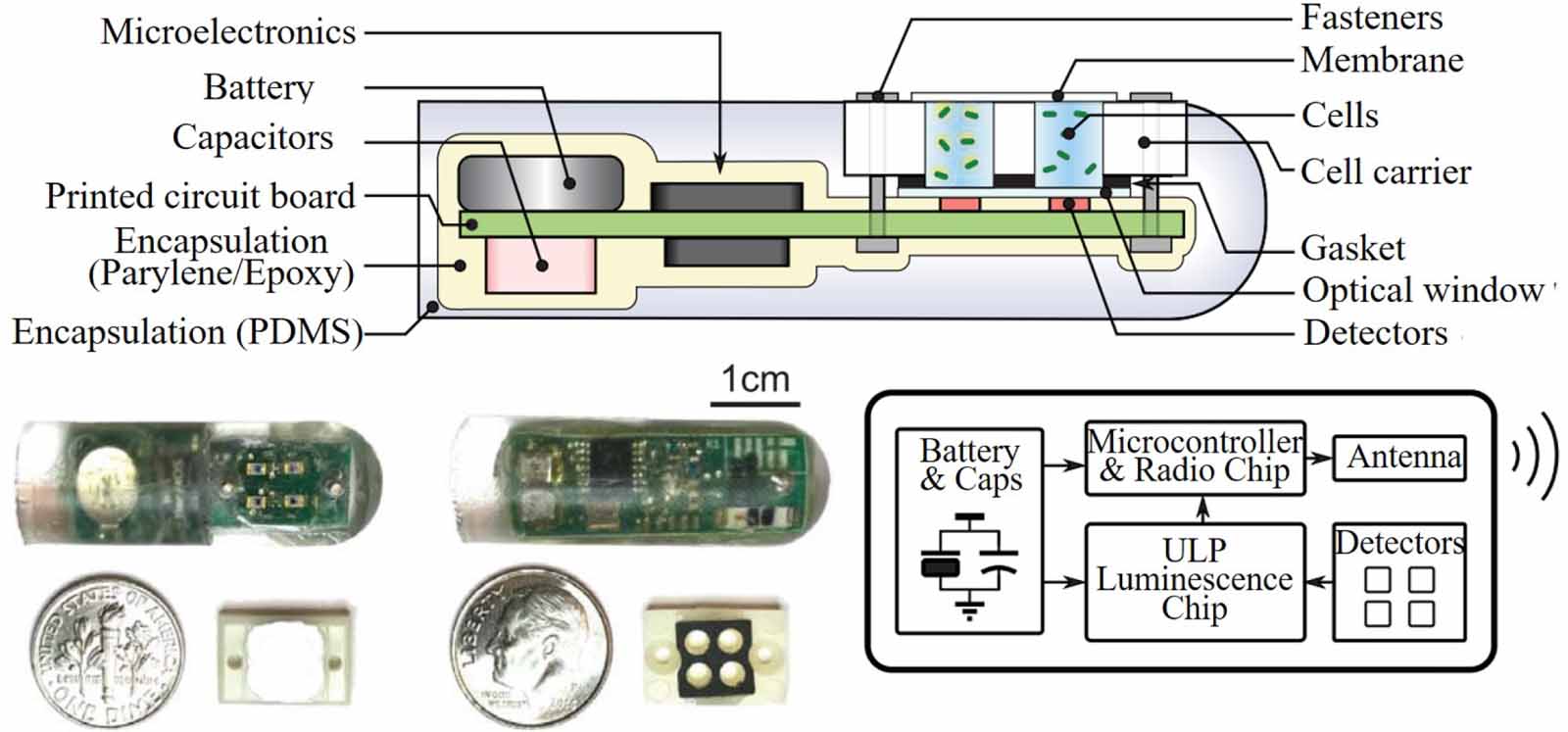 Developing sensor materials for screening intestinal diseases