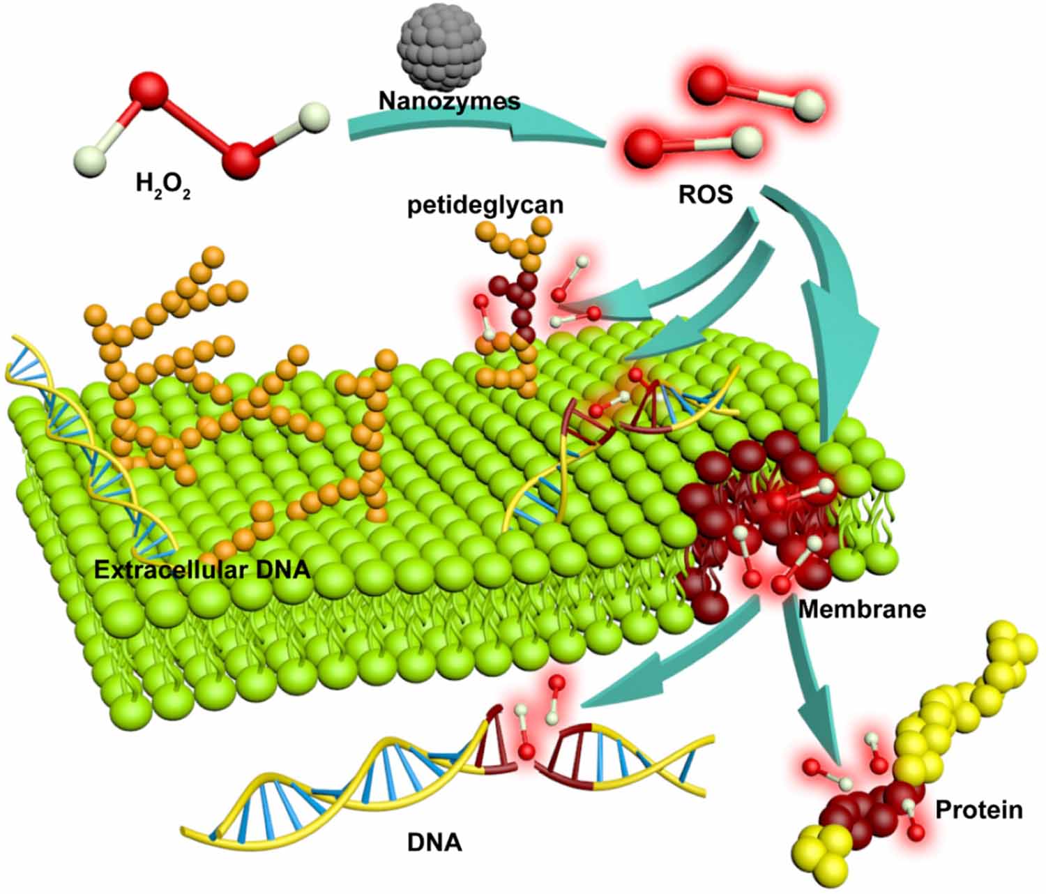 Scheme 1. Illustration of proposed mechanism of nanozyme-based ...