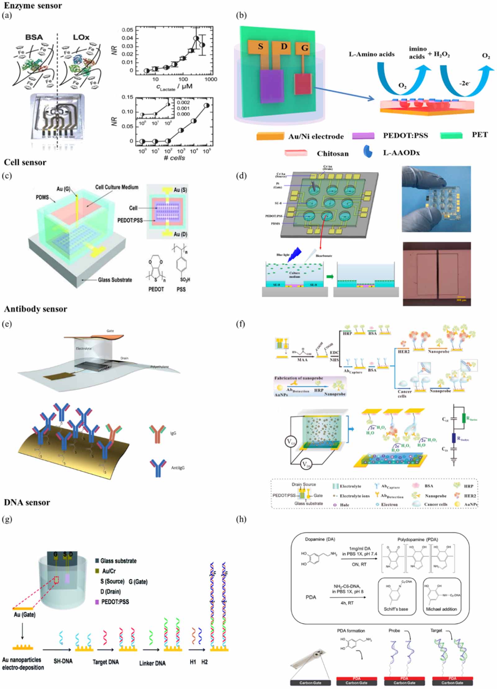 Expanding the potential of biosensors: a review on organic field effect ...