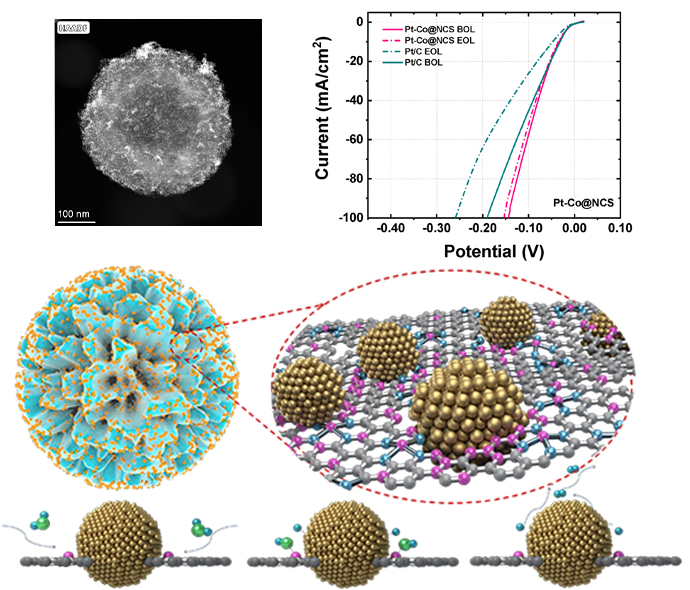 Synergistic effect between Co single atoms and Pt nanoparticles for ...